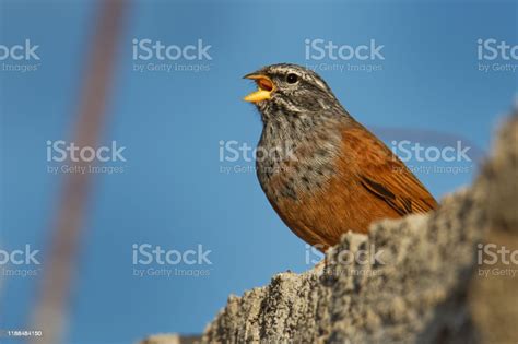 하우스 번팅 엠베리자 사하리 Passerine 조류 번팅 가족 Emberizidae 모로코 남쪽에서 말리와 차드 동쪽에 북서