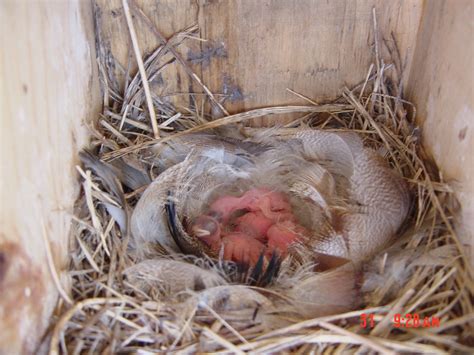 One Day Old Tree Swallow Tachycineta Bicolor Nestlings In A Nest Box