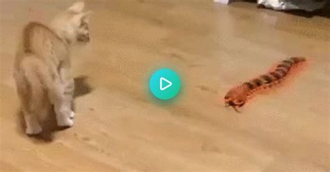 Kitten Vs Centipede  On Imgur
