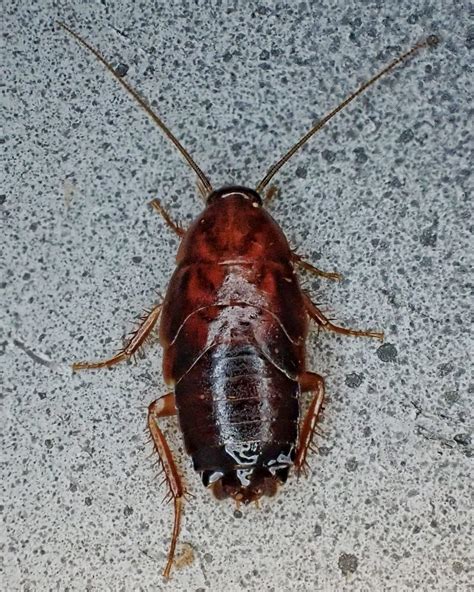 Parcoblatta Americana Western Wood Cockroach 10000 Things Of The