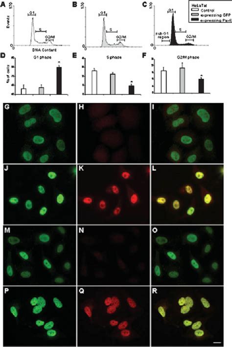Pax6 Induced Postmitotic Phenotype A F Pax6 Expression Induces Cell