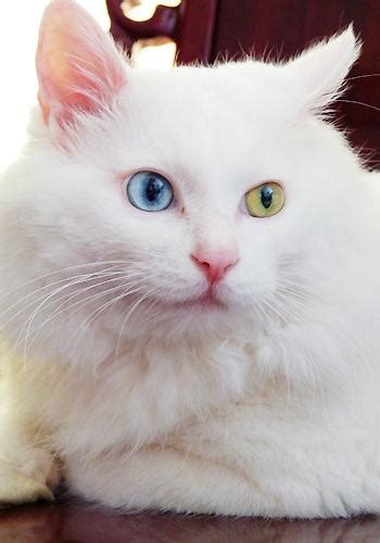 山东狮子猫中国独有，最美丽的异瞳长毛白猫品种