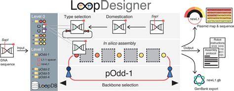 Loop Assembly A Simple And Open System For Recursive Fabrication Of Dna Circuits Biorxiv