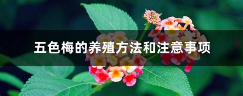 五色梅的养殖方法和注意事项 花百科