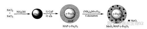 核壳状红褐色hap γ Fe2o3α Fe2o3三氧化二铁磁性纳米粒子修饰蛋白多肽 知乎