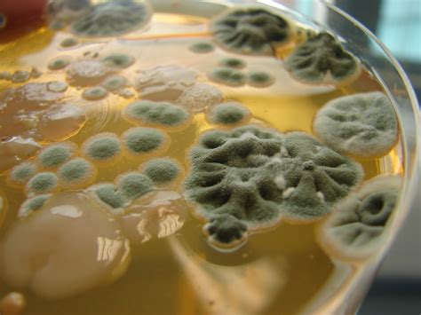 Textiles In Practice Joanna Dyas Seeing The Mould Cultures