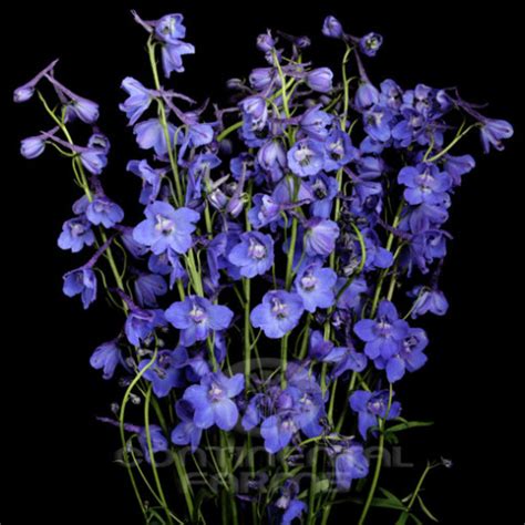Delphinium Blue Sea Prism 90 Stems Bulk Box