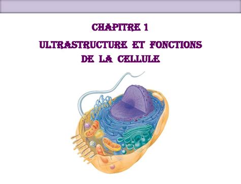 1 Chapitre 1 La Cellule Chapitre 1 Ultrastructure Et Fonctions De La