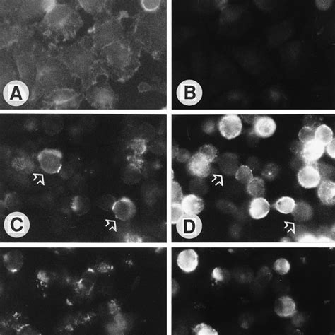 Contact Of Hela Cells With Persistently Infected U937 P Cells Induces