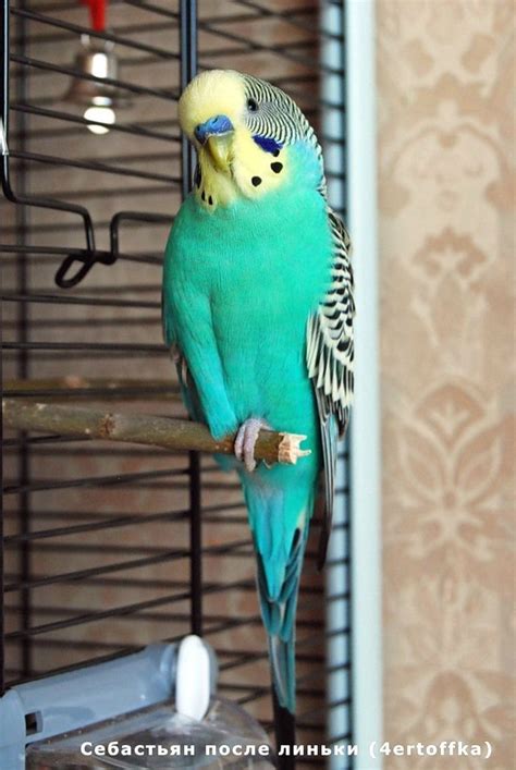 Budgie Parakeet Colors Varieties Mutations Genetics Artofit