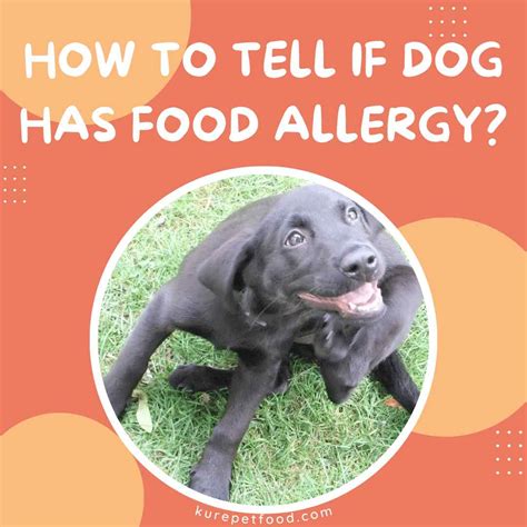 How To Tell If Dog Has Food Allergy Common Food Allergies In Dogs