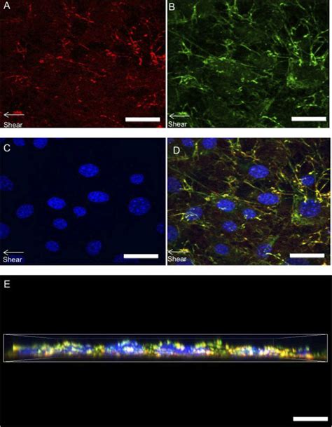 Z stacks μm steps of sheared cells were taken to analyze FN
