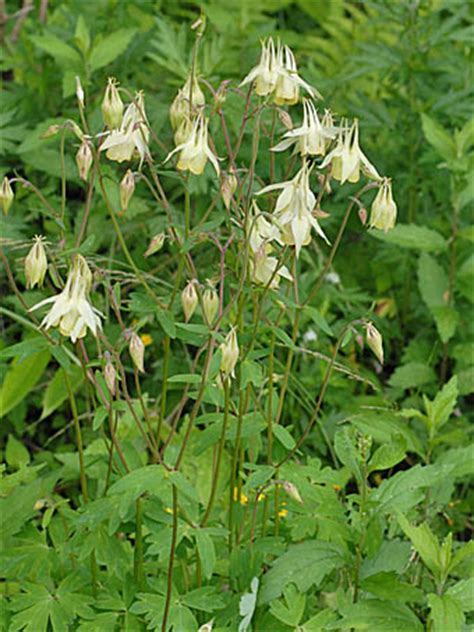 Aquilegia Buergeriana F Flavescens Ranunculaceae