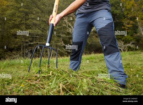 Farmer Collecting Grass Fork Agricultural And Gardening Hand Tool Usurbil Gipuzkoa Basque