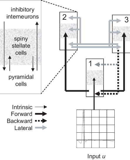 A Schema Of The Neural Populations Which Are Modelled Separately For