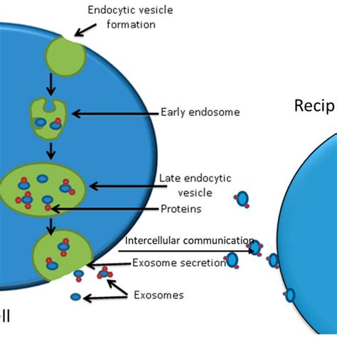 Exosome Biogenesis Secretion And Cell Communication Via Exosomes