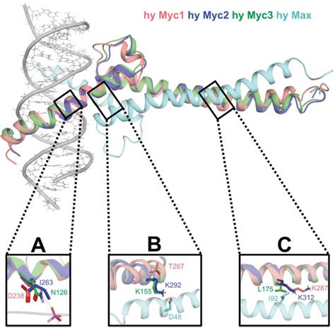 Exemplary Areas With Varying E Box Max Interaction Profiles Within The