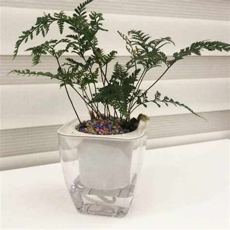 一畝禾 兔腳蕨 新款免澆水盆栽 吸水盆栽 盆栽 室內植物 觀葉植物 植物 盆栽 辦公室盆栽 免澆水盆 淨化空氣 室內盆栽 蝦皮購物