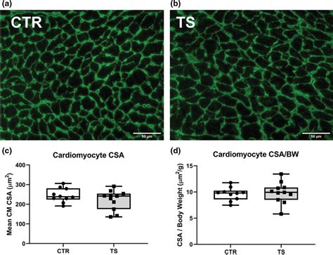 Cross‐sectional Area Assessment Of Heart Cardiomyocytes Upon Tail