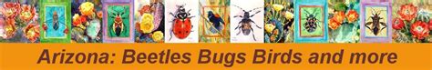 Arizona Beetles Bugs Birds And More