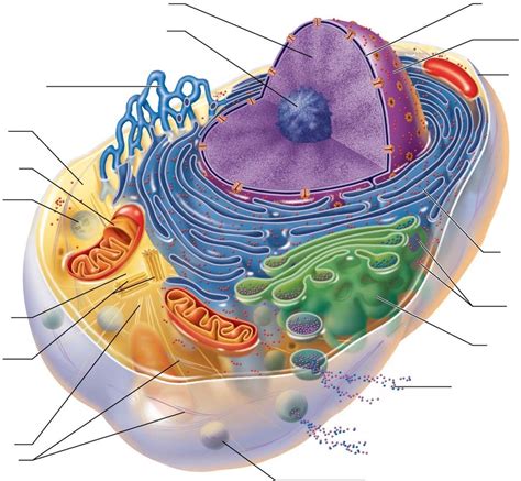 Eukaryotic Cell Parts Diagram Quizlet