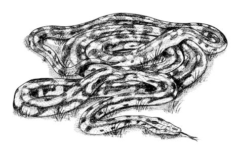 Premium Vector Pythonidae Or Python Boinae Or Boas Or Boids