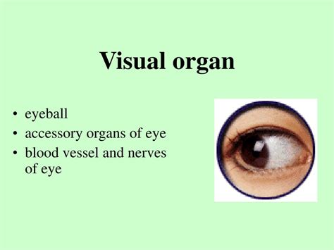 Ppt Sensory Organ Powerpoint Presentation Free Download Id5880971