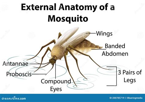 Mosquito Anatomy Stock Illustrations 66 Mosquito Anatomy Stock