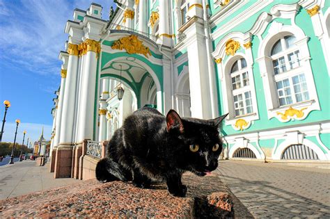 7 најпознати животни во руската историја Russia Beyond Македонија