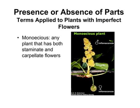 Morphology Of Flower Morphology Of Flower Ppt