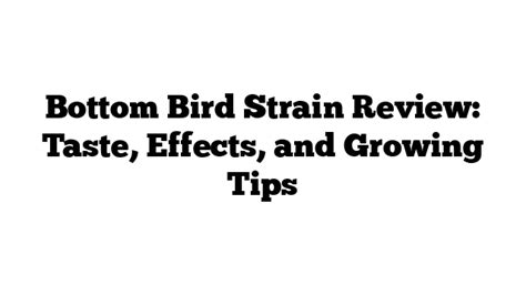 Bottom Bird Strain Review Taste Effects And Growing Tips 420 Big Bud