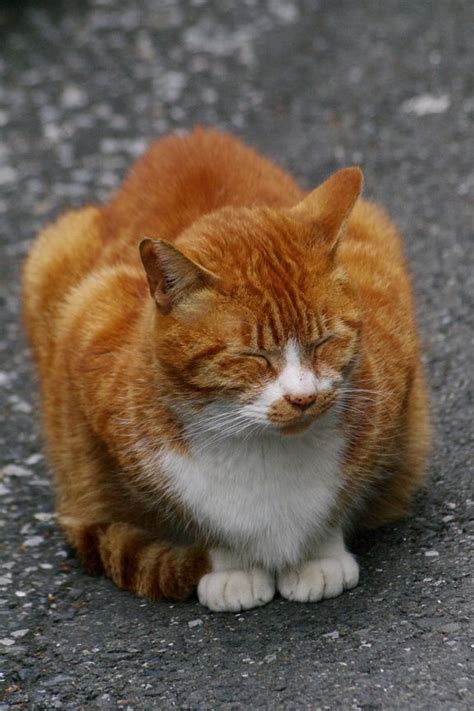 Those Who Are Sex Repulsed Howd You Figure It Out Rasexual