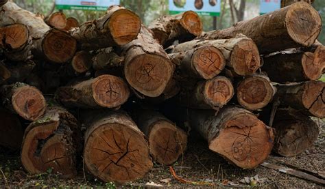 Le Biomasse Chimica Verde Bionet Ets