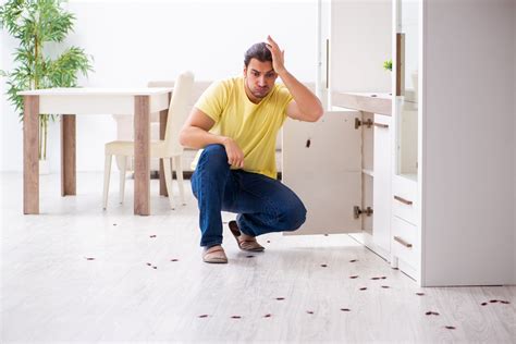 How To Get Rid Of Cockroaches At Home Natural Remedies And Prevention Tips