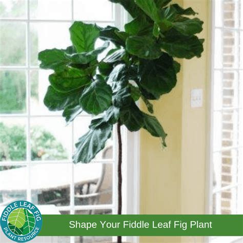 Pruning Fiddle Leaf Fig Tree The Fiddle Leaf Fig Plant Resource
