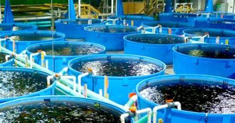 Catfish Farming In Tanks
