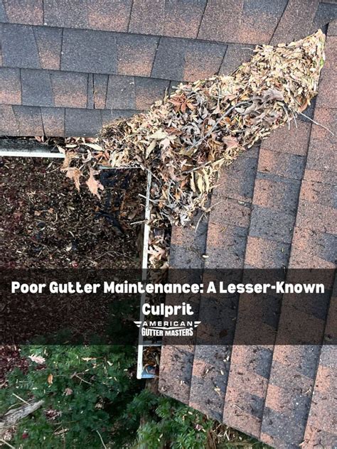 What Causes Rodent Infestations Americanguttermasters