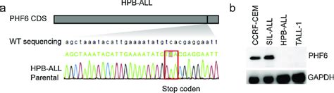 The Expression Of Phf6 Was Abolished In Hpb All And Tall 1 Cell Lines