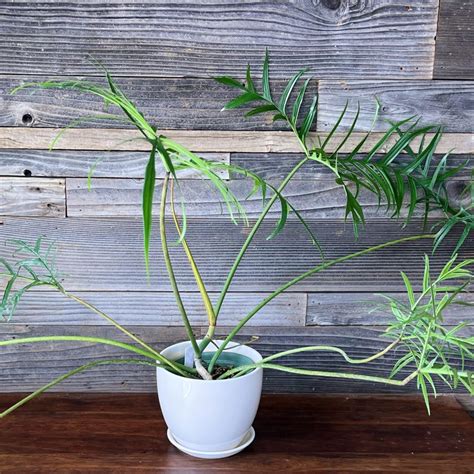 Philodendron Polypodioides 6 Pot Plant Hawaii