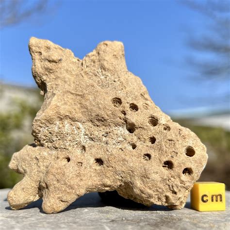 Ramsholt Alt 25 Uk Fossil Collecting