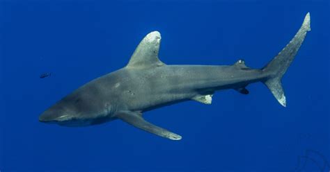 Giant Squid Vs Great White Shark