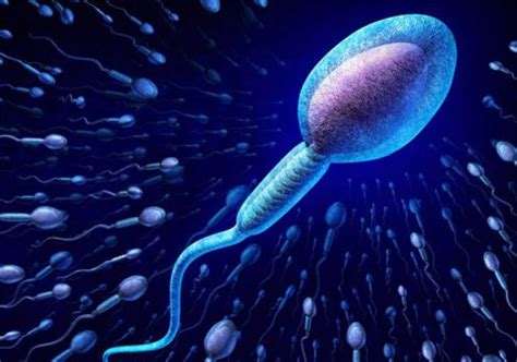 بزرگترین یاخته‌ ها چه نام دارند؟ نام بزرگترین سلول‌ ها ستاره