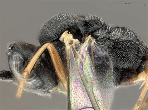 Diadegma Species Waspweb