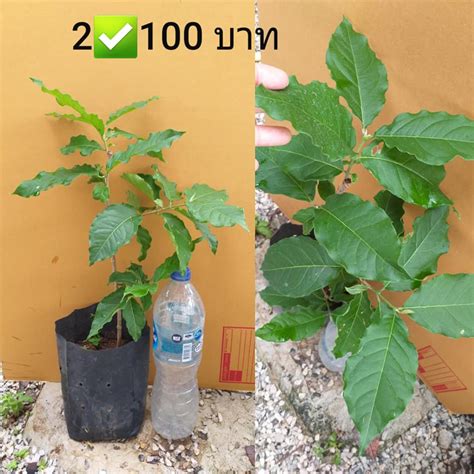 ดีเลยการ์เด้น ขายต้นพีนัทบัตเตอร์