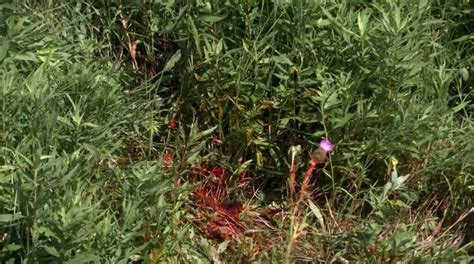 Расследования Мердока 3 сезон 1 2 серии детектив криминал 2008 2024 Канада Великобритания