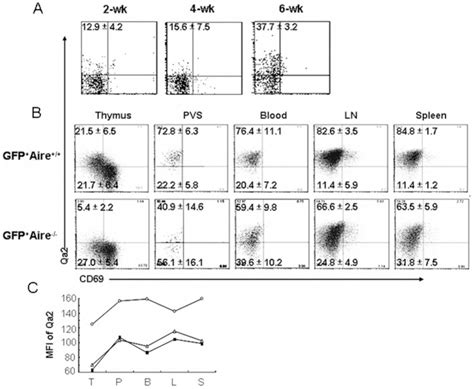 A Phenotype Of Rtes In Aire Mice Fitc Intrathymic Injection Of Download Scientific