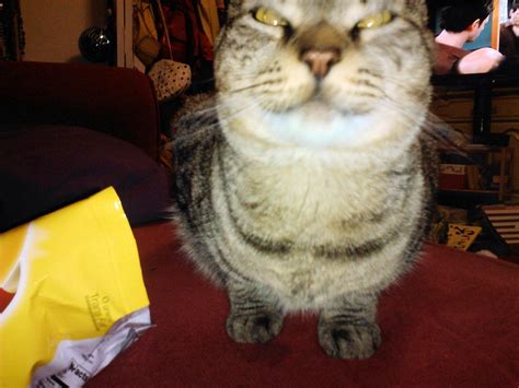 Funny Faces Of Bug Uncustomary Funny Faces Funny Cats