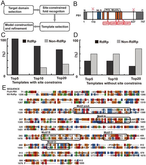 Structural Modeling Of Influenza A Virus Pb1 Protein A The