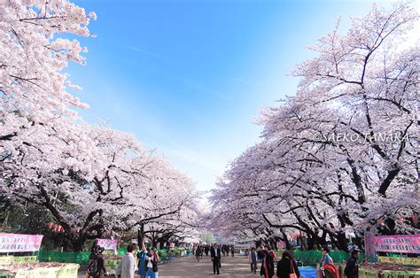 東京ストリート桜特集上野恩賜公園日本を代表する桜の名所 サッチマグ