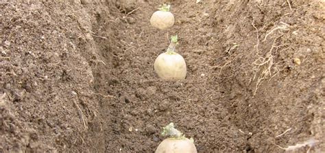 How To Grow Potatoes For Beginners Herbidacious
